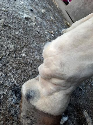 Appearance and Diagnosis – Chronic Progressive Lymphoedema