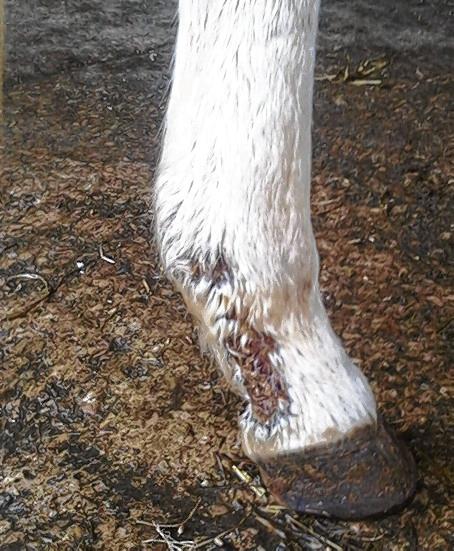 Other types of Pastern Dermatitis and Lymphatic Diseases of the legs ...