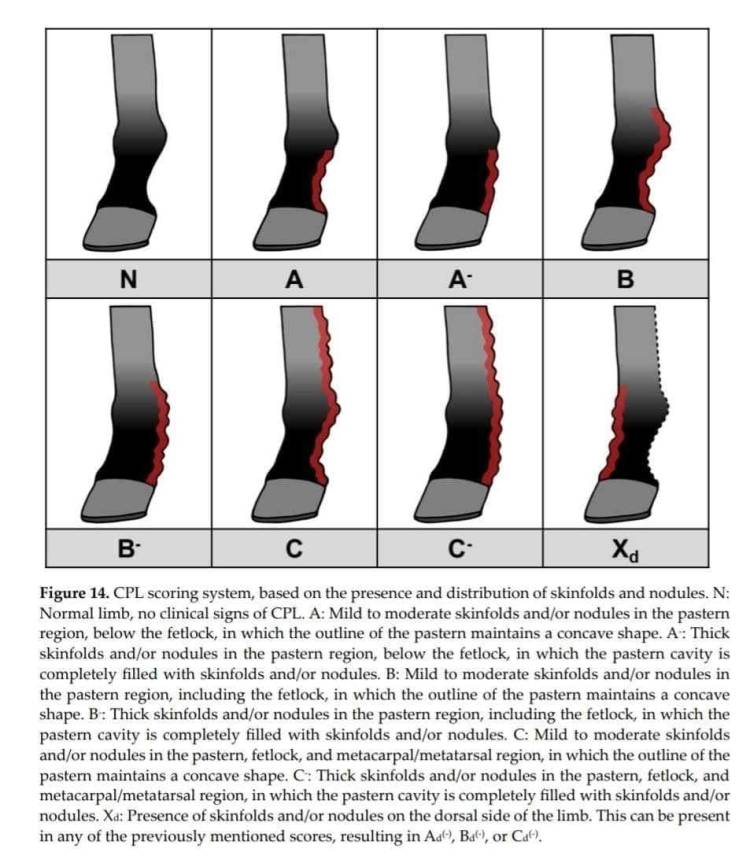 Appearance and Diagnosis – Chronic Progressive Lymphoedema